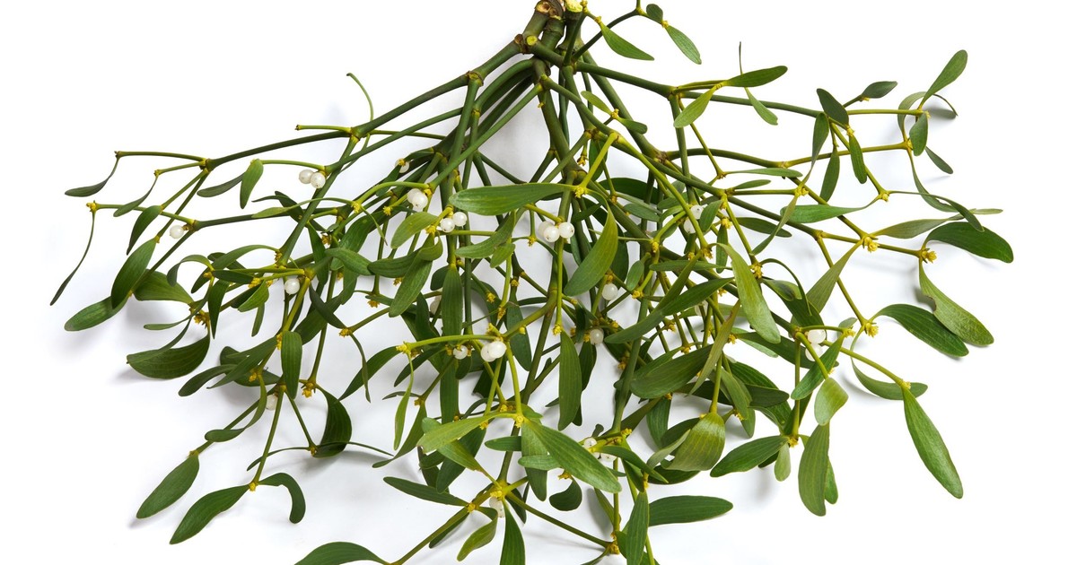 Fehér fagyöngy karácsonykor: miért nem való házi gyógyszernek ...